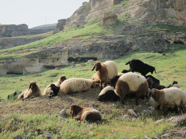 Hasankeyf Matters: Hasankeyf, city of gardens