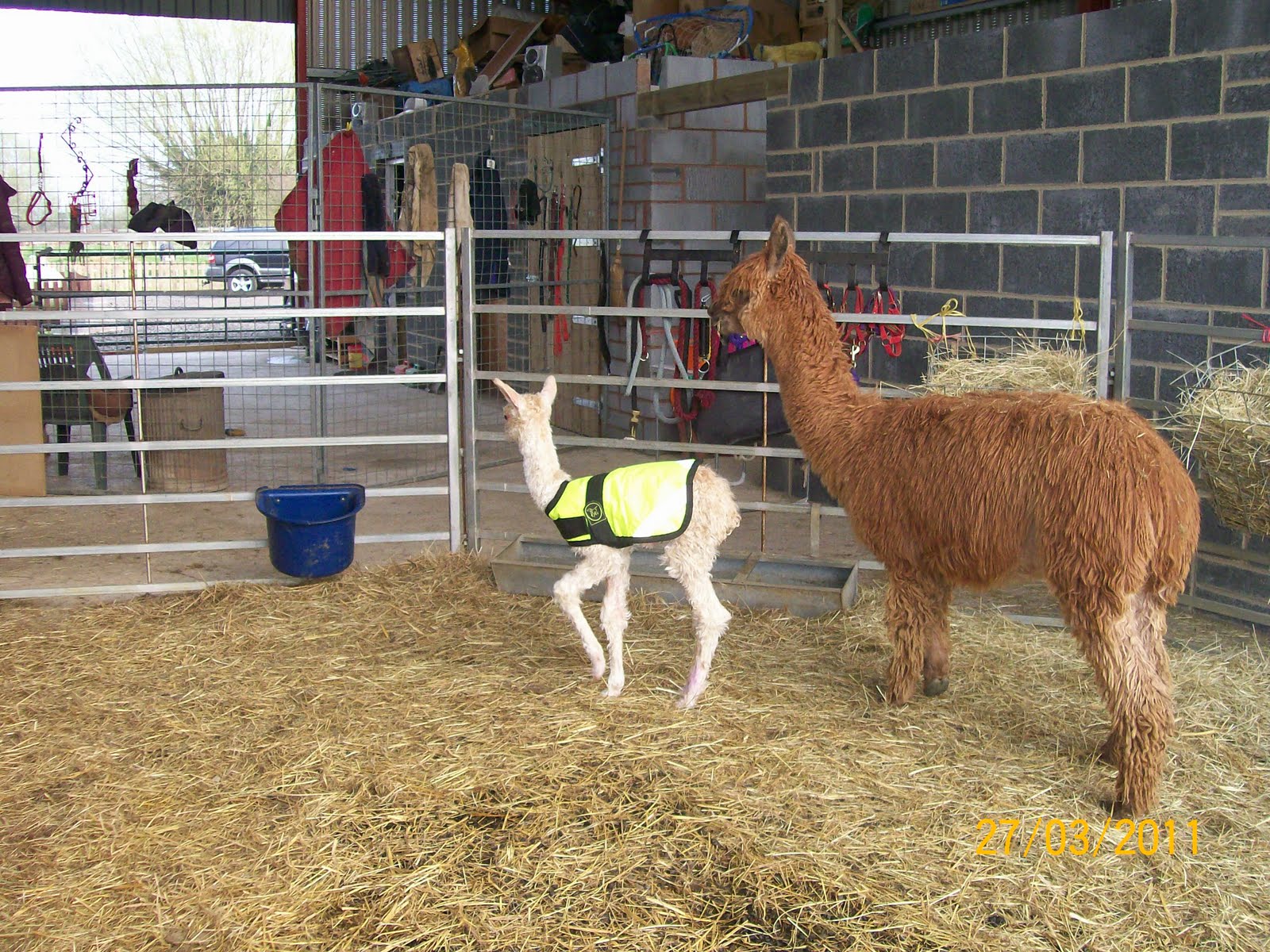 Cotswold Vale Alpacas: Water troughs and Poo Picking
