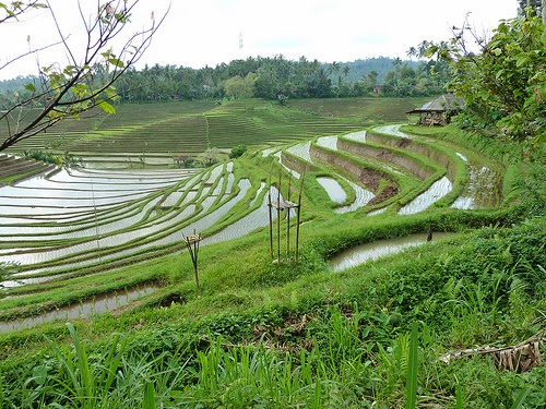 Bali Indonesia Holiday Travels: Belimbing Rice Terrace Calm and Impressive