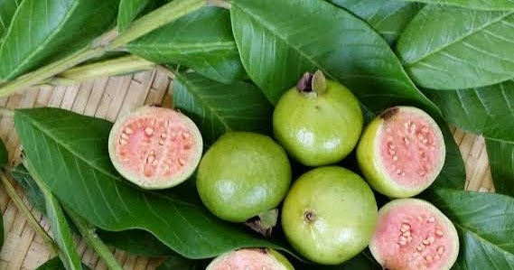 Home In My Secret Garden: THE POWER PACKED FRUIT