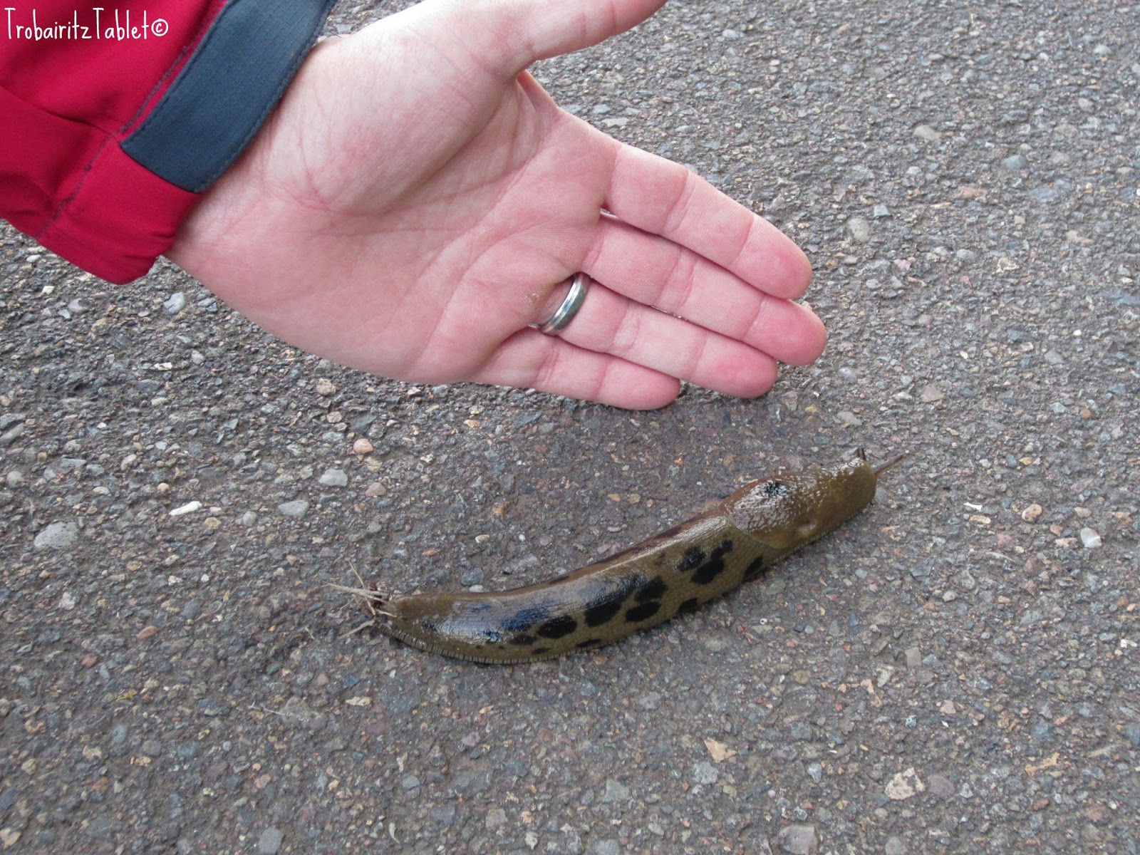 Trobairitz' Tablet: Oregon Slugs