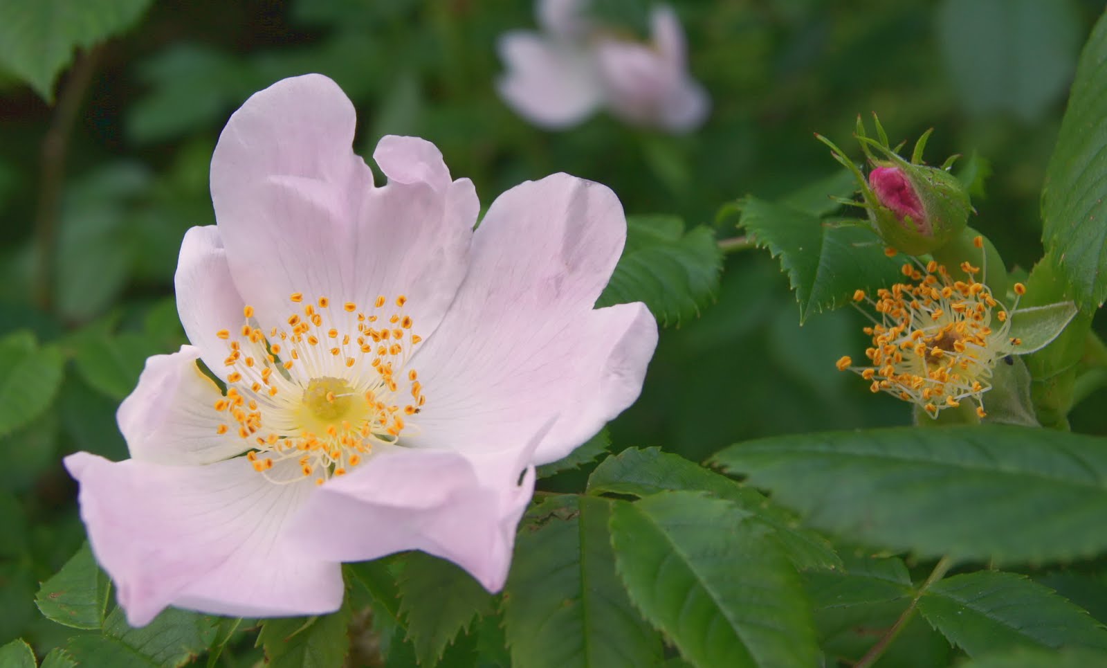Eglantine Rose - Reflections and Nature