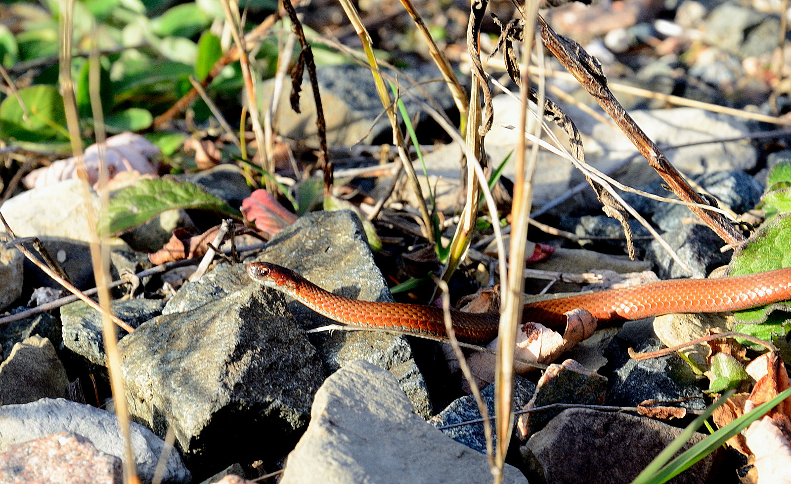 Turbo's Track and Photo Tour: Red-bellied Snake, Super Moon, Pheasants ...