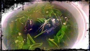 Horrific Cuisine | RedGage