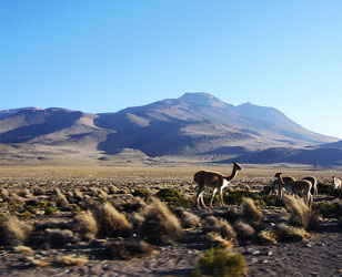 turismo en PERU - tourism PERU: PAMPAS GALERAS - UN PARAÍSO PARA LAS ...