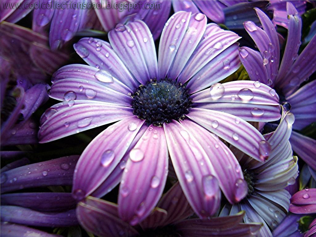 wallpapers name: Beautiful Flowers HQ Wallpapers