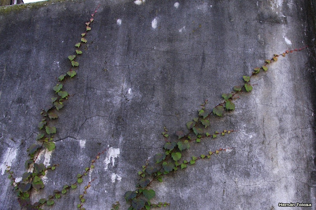 Flora Bonaerense: Falsa vid (Parthenocissus tricuspidata)