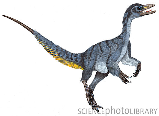 Los animales en la prehistoria: Animales prehistóricos con la letra B