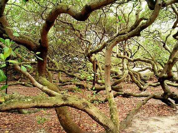 Strange Trees From Around The World ~ When We Find Some Fun
