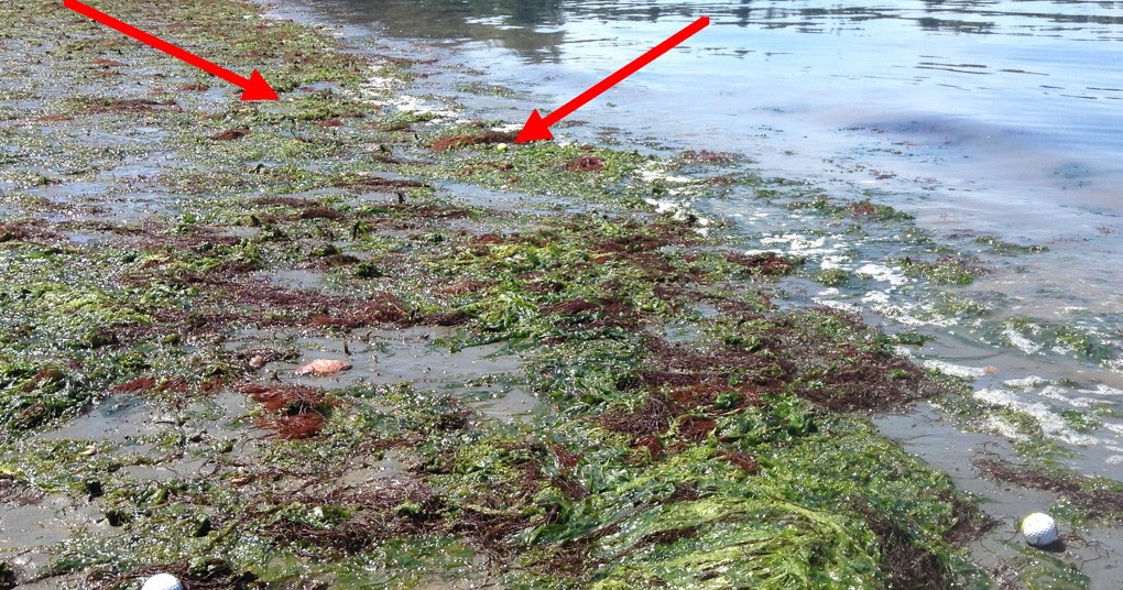 Rusty Ring: WW: Golf pollution