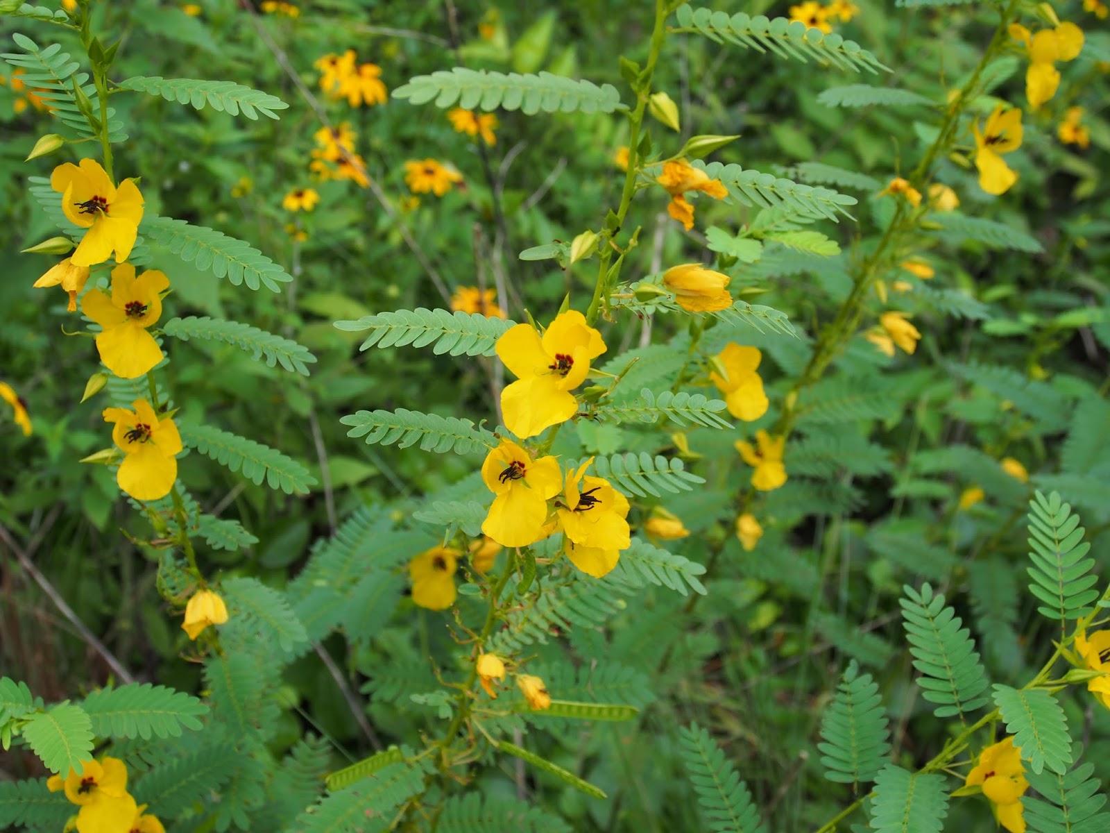 clay and limestone: Wildflower Wednesday: Partridge Pea makes a stand