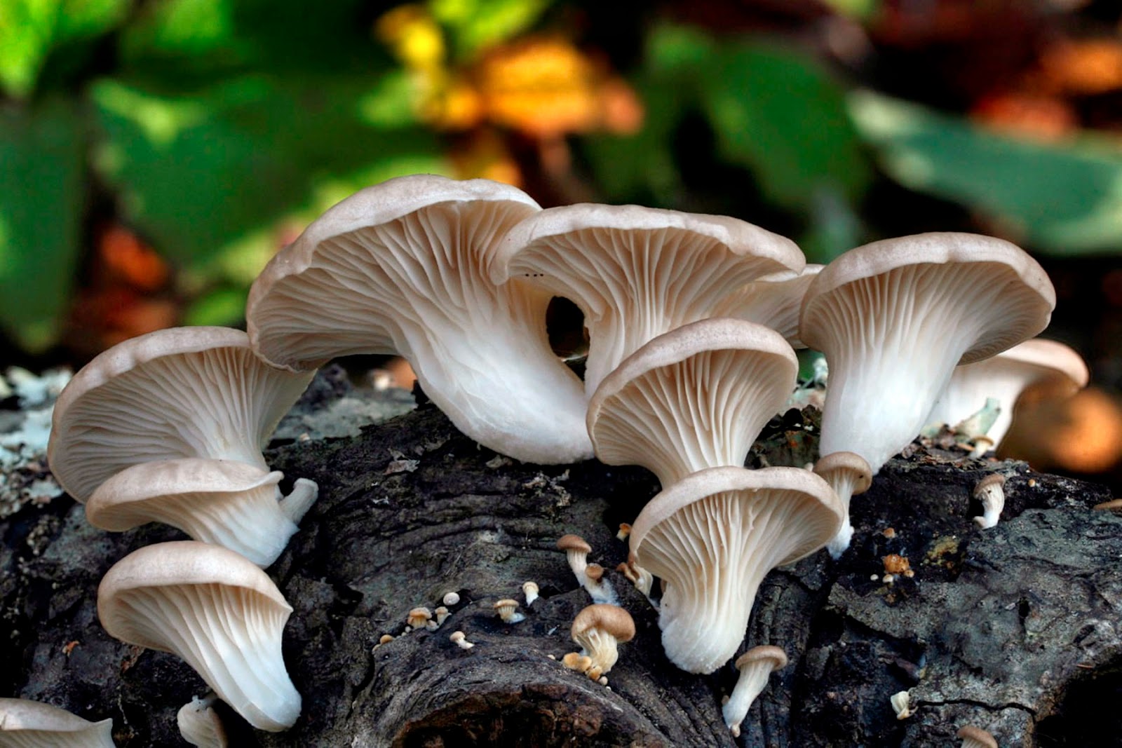 Pleurotus Ostreatus