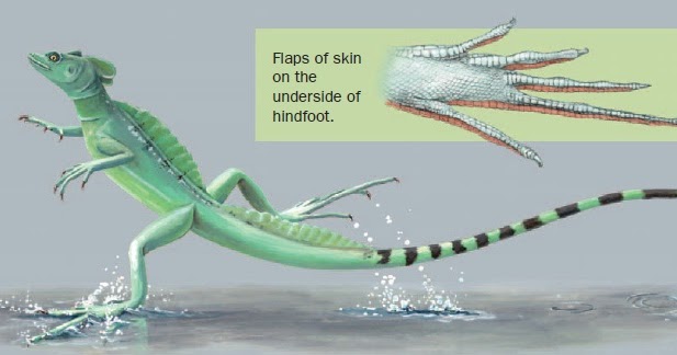 HOW DO REPTILES MOVE? - Science World