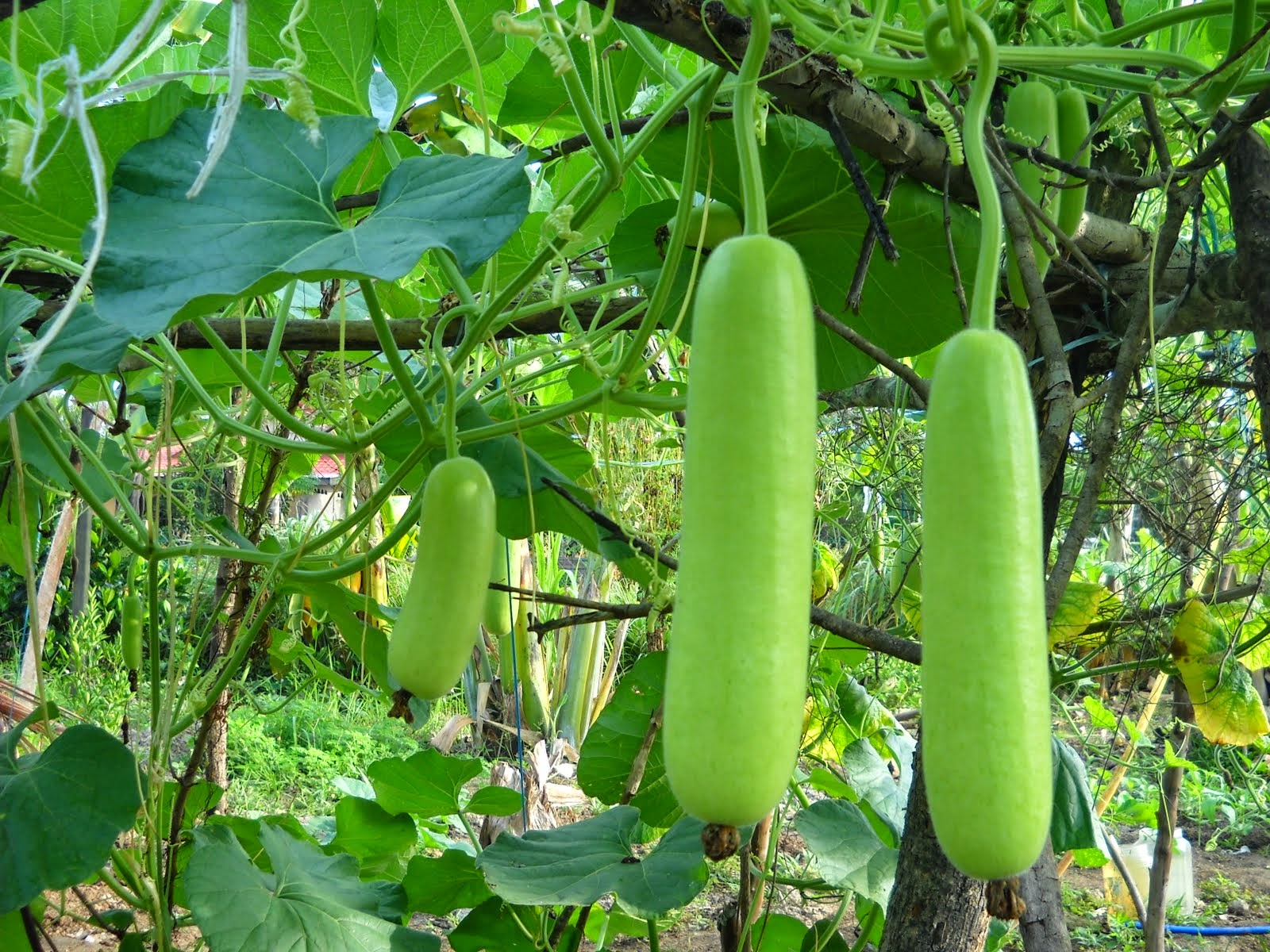 Vegetable Marrow Benefits - health benefits