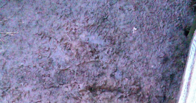 An English Homestead: Mud, Glorious Mud!