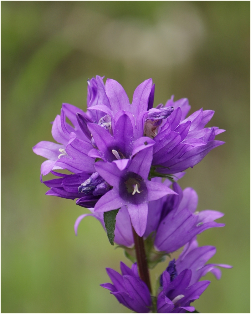Kedonkukkia kaupungissa ja Tellun tuulet FACEssa