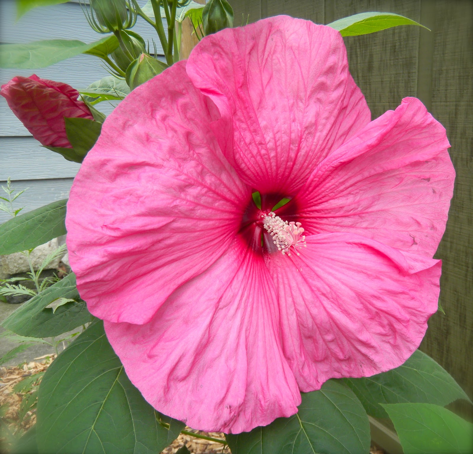 Ginderellas Hibiscus Bloom