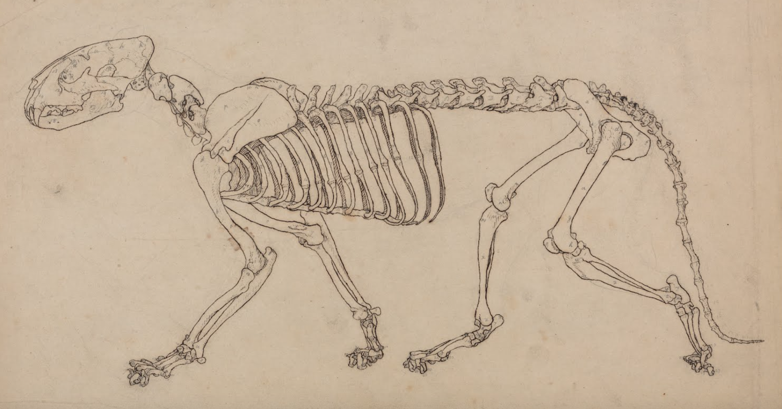A Comparative Anatomical Exposition of the Structure of the Human Body ...