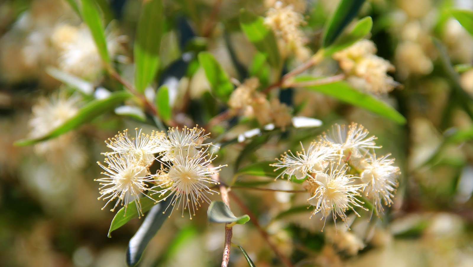 Reserva Cultural Natural "Cerro Colorado": Flora de Cerro Colorado