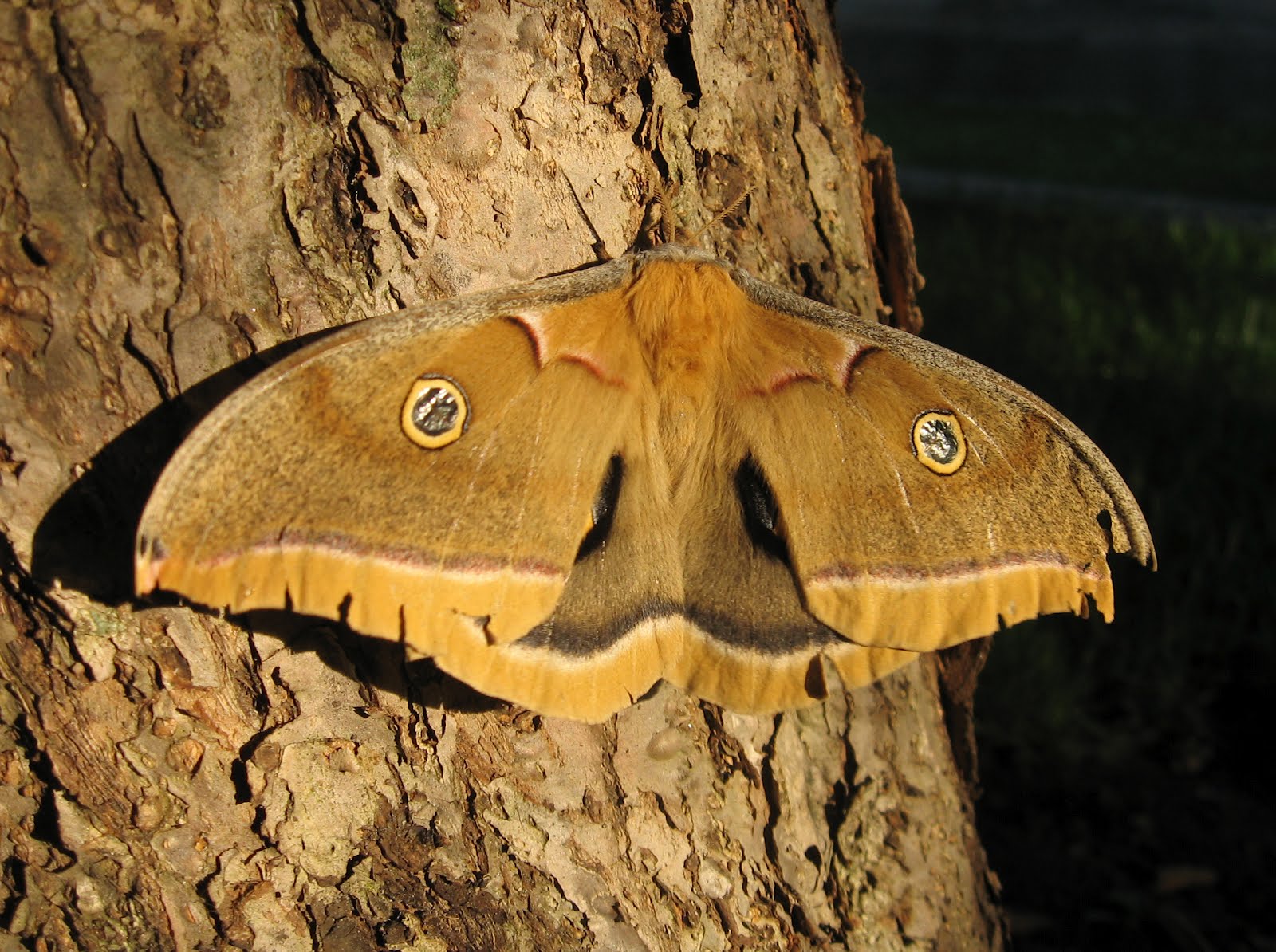 Tangled Web: An Eclipse of Moths