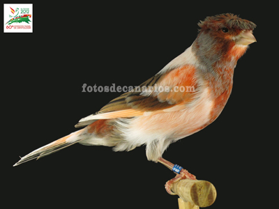 LOS CANARIOS DE POSTURA: Canarios Moñudos