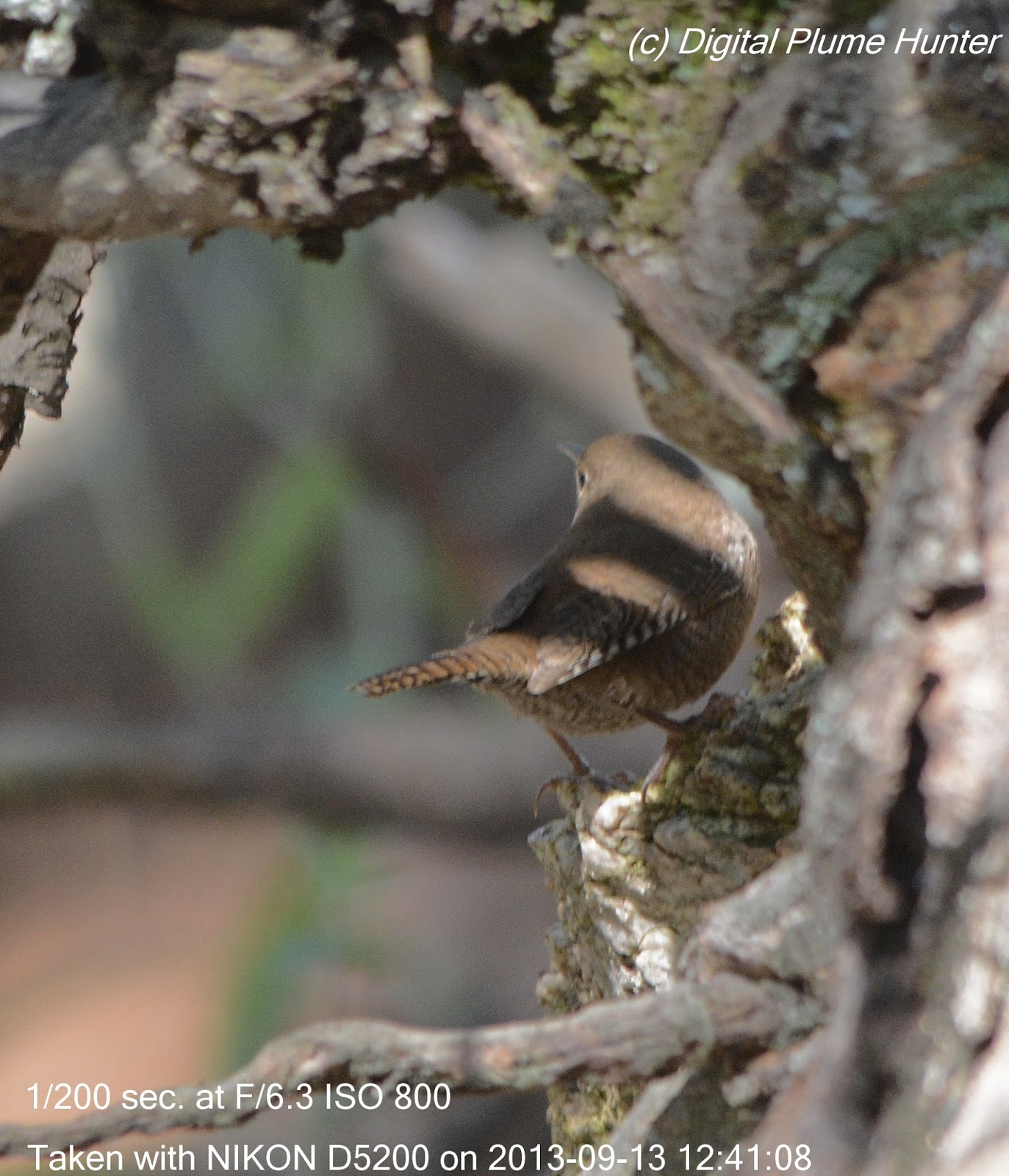 Hunting Digital Plumes in the US and Beyond: Wrens that Rock: Rock Wren ...