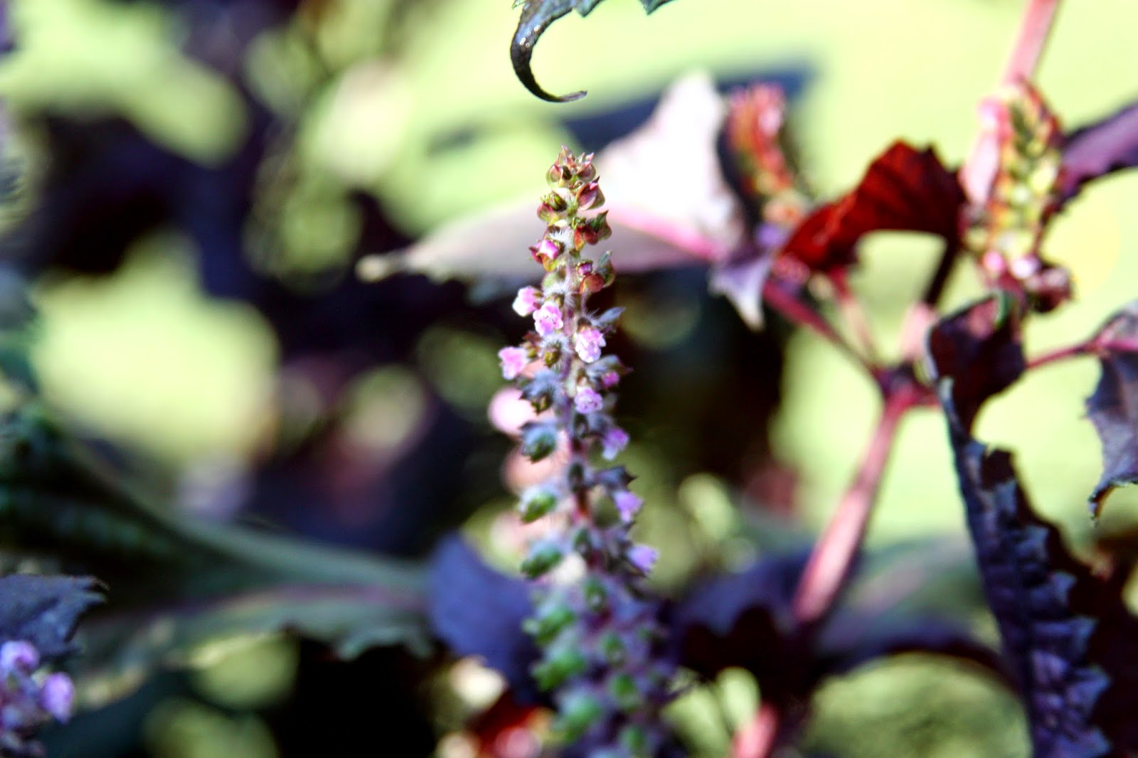 Purple Perilla Frutescens var Crispa from Kitazawa Seed