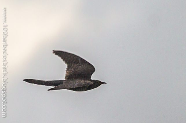 Birds of Barbados: Common Cuckoo (Cuculus canorus)