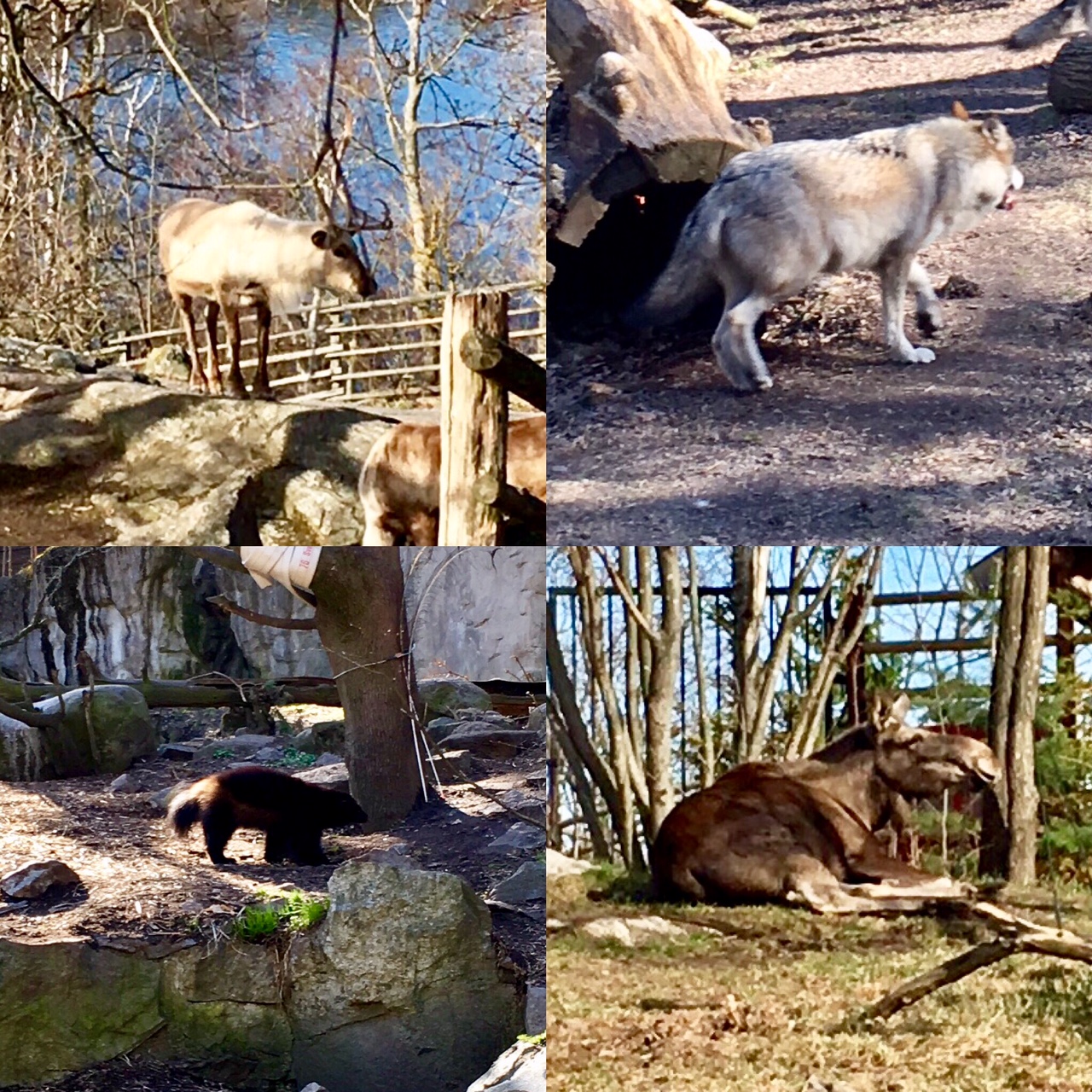 Skansen! Museum, park, zoo and more.
