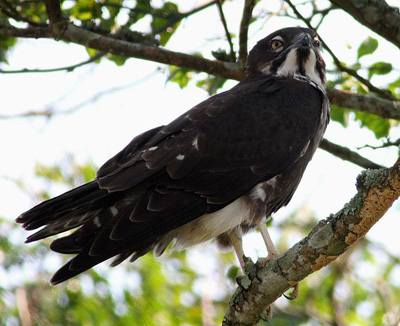 Synapsida: Bats v. Hawks