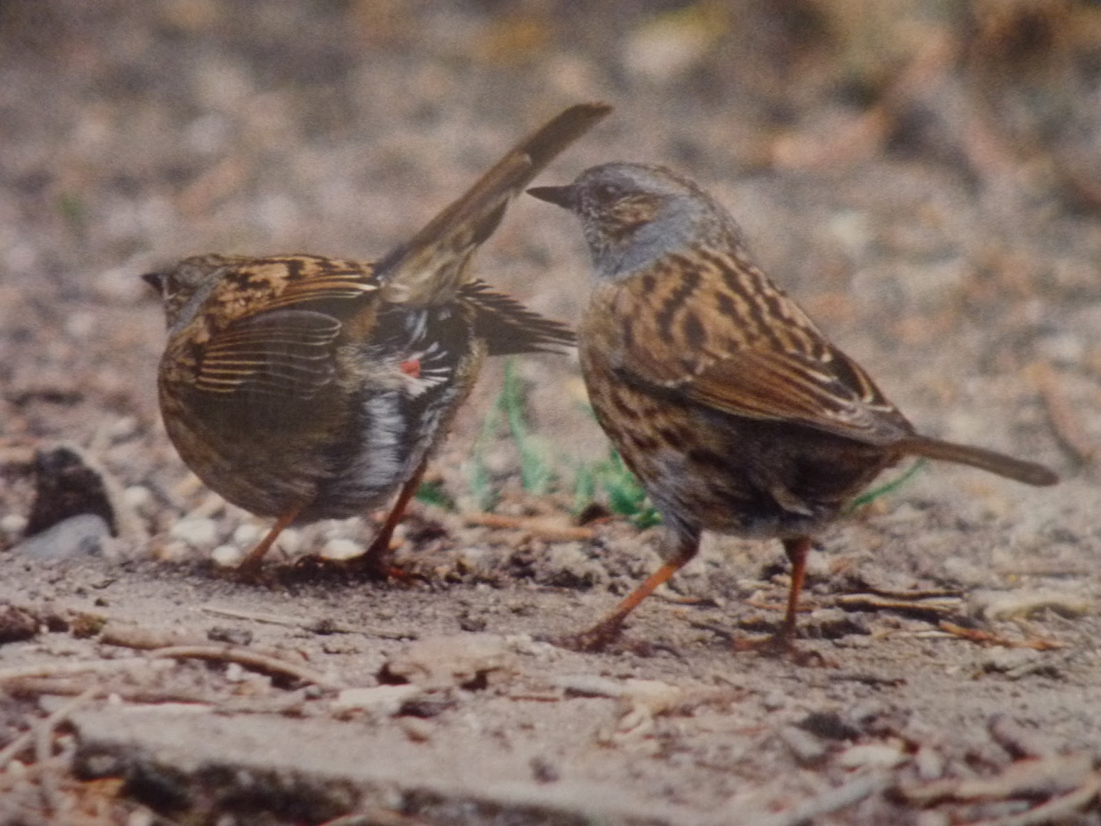 Birding For Pleasure: Dunnock Shenanigans