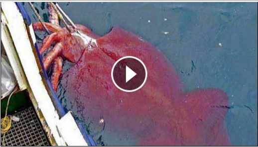 The legendary giant squid fishing vessels-Better 1 Videos Fishing