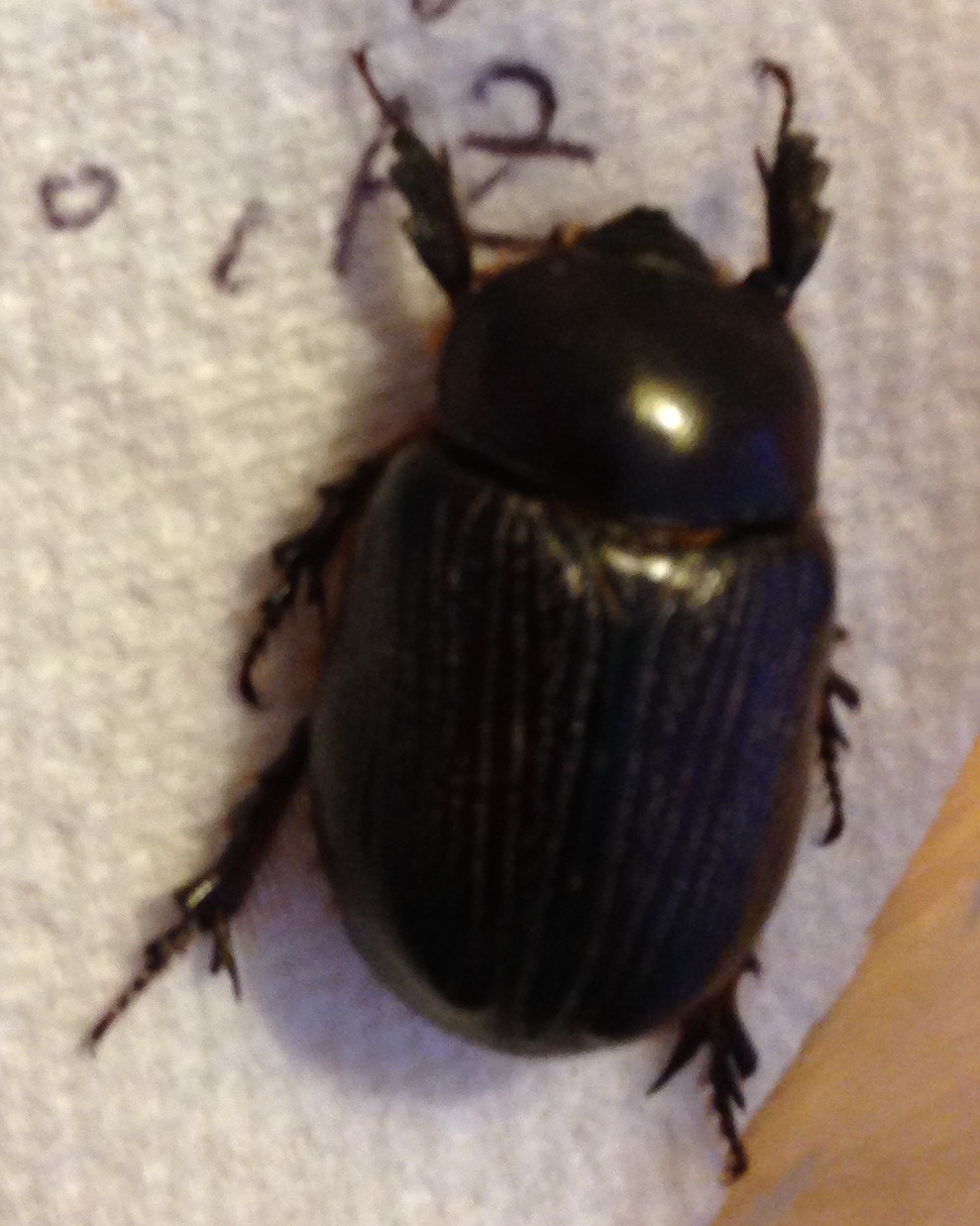 虫頭: クロマルコガネ（Tomarus relictus）Carrot Beetle