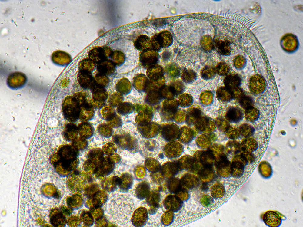 Il Microscopio
