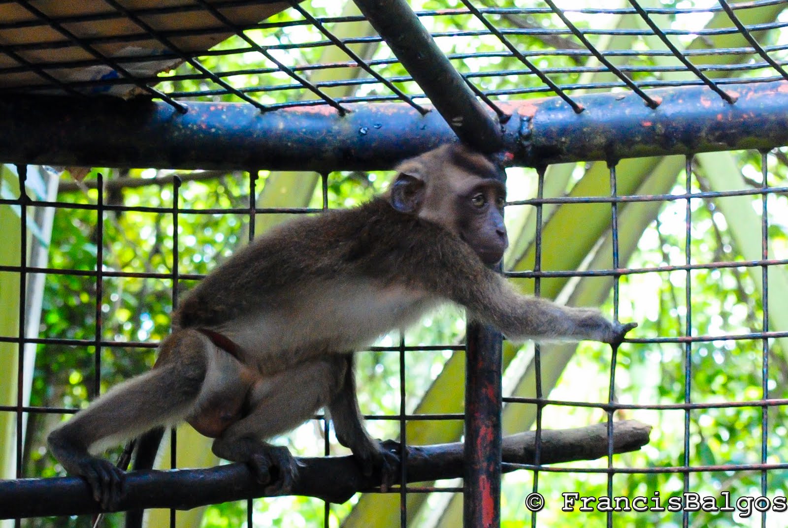 Bohol | Biggest Python ~ Pala-lagaw
