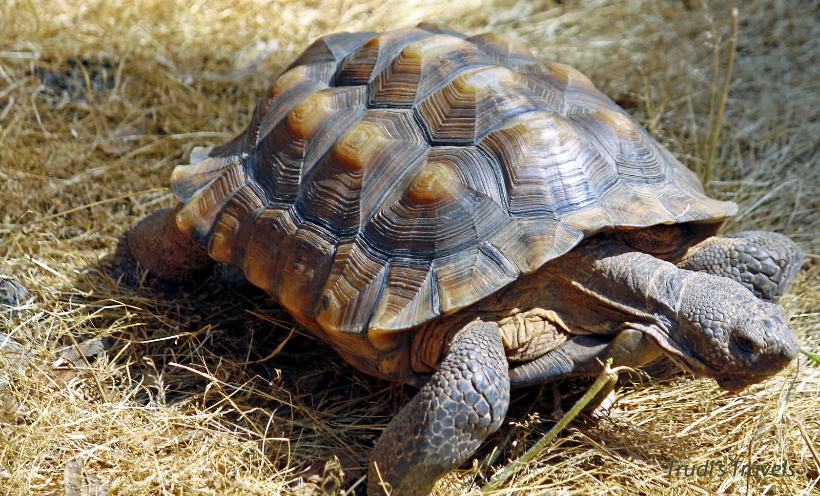 Trudi's Travels: Tucker Wildlife Sanctuary