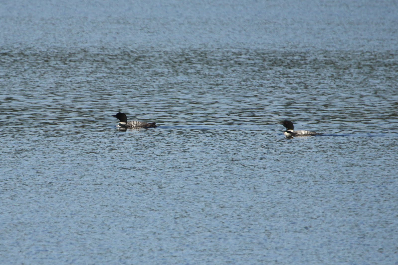Looking Out from Central Massachusetts: Gate 35 Quabbin -- Sunday 7/31