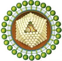 Dr. Deo de Freitas: O VÍRUS HTLV