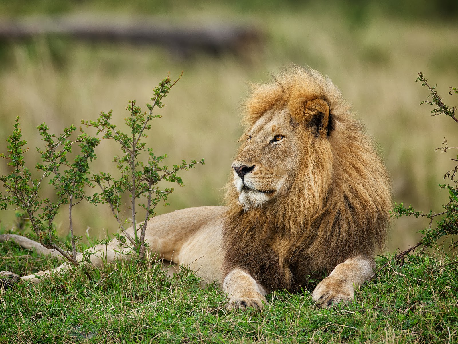 Imagenes reales de animales de la selva - Imagui