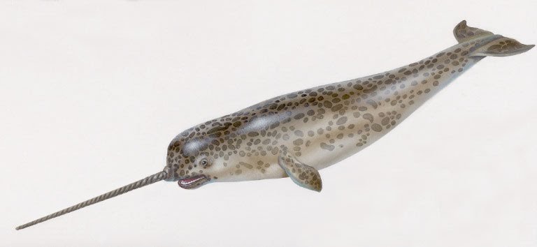 The Simple Life: N is for NARWAL