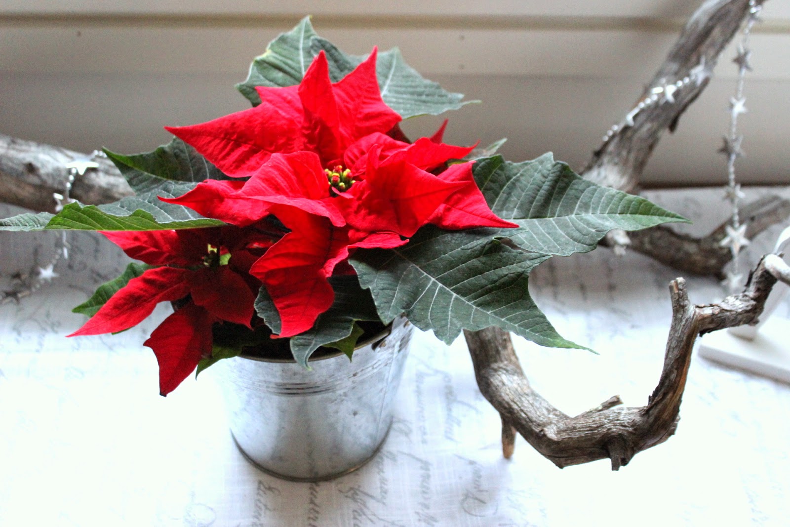 Vinttikissa: Joulukukat