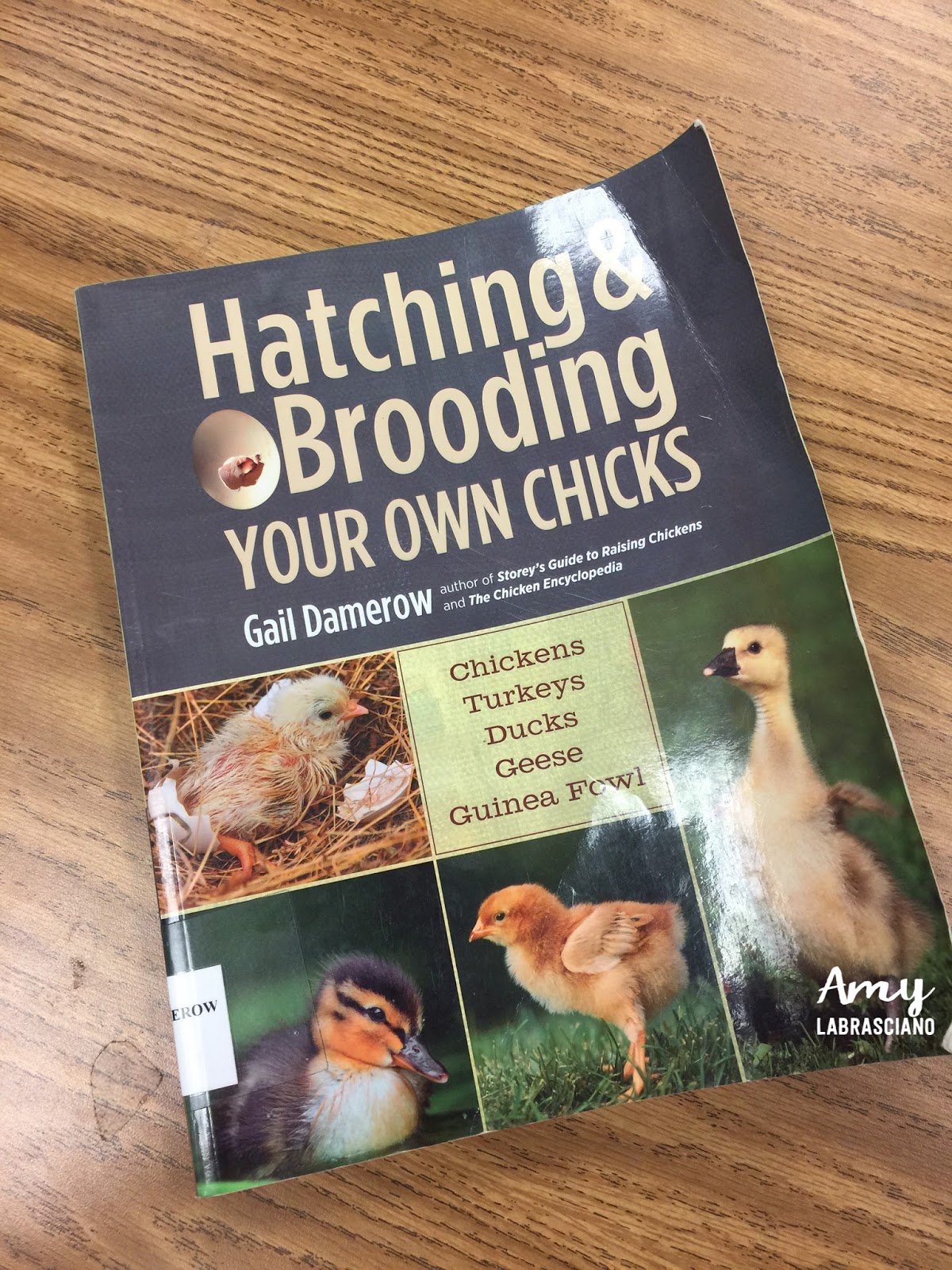 Learning Lessons With Amy Labrasciano: Hatching Chickens in a Classroom