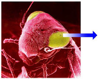 My Blog: MATA SERANGGA