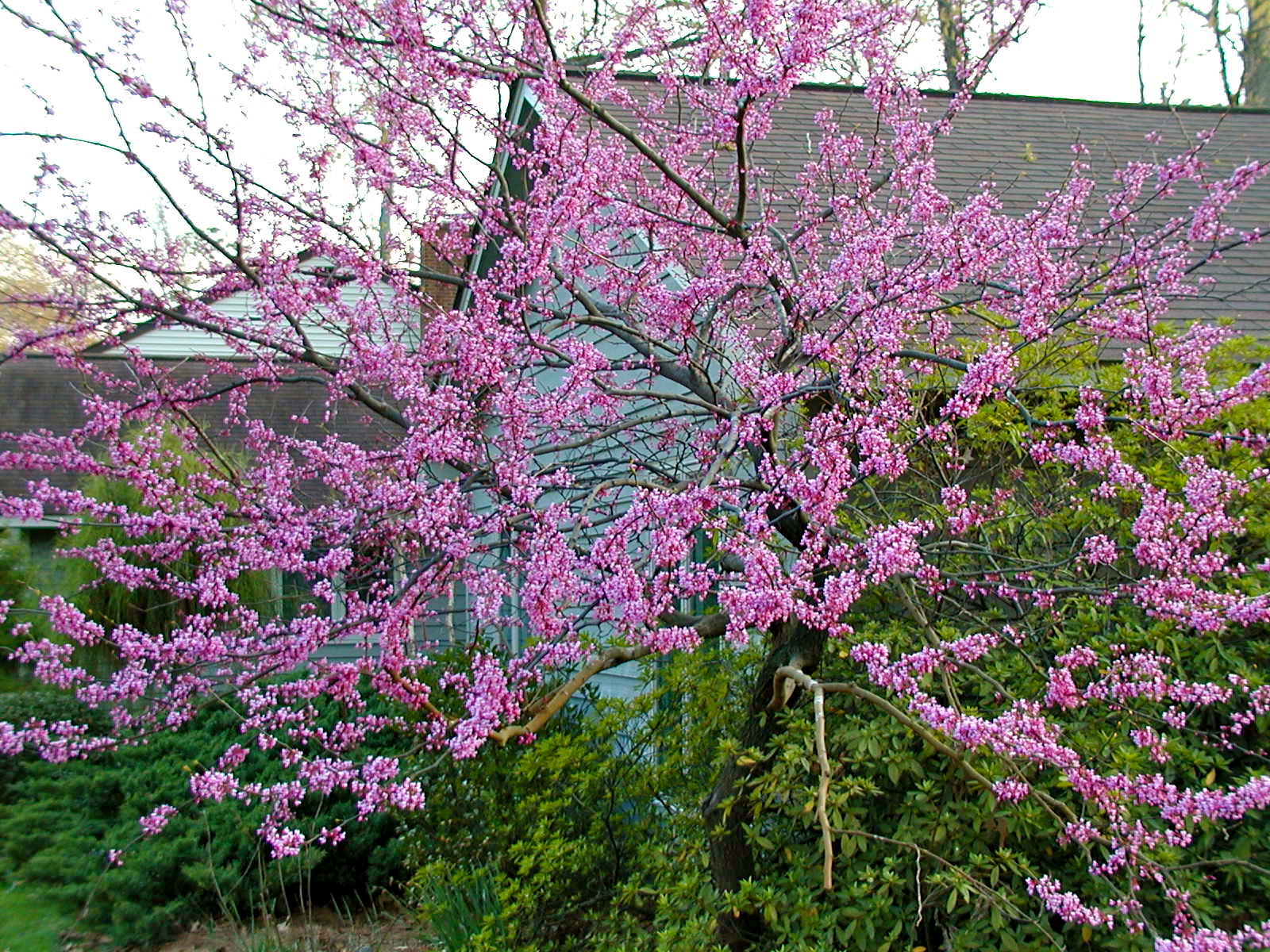 Gene's Garden: Cool Spring