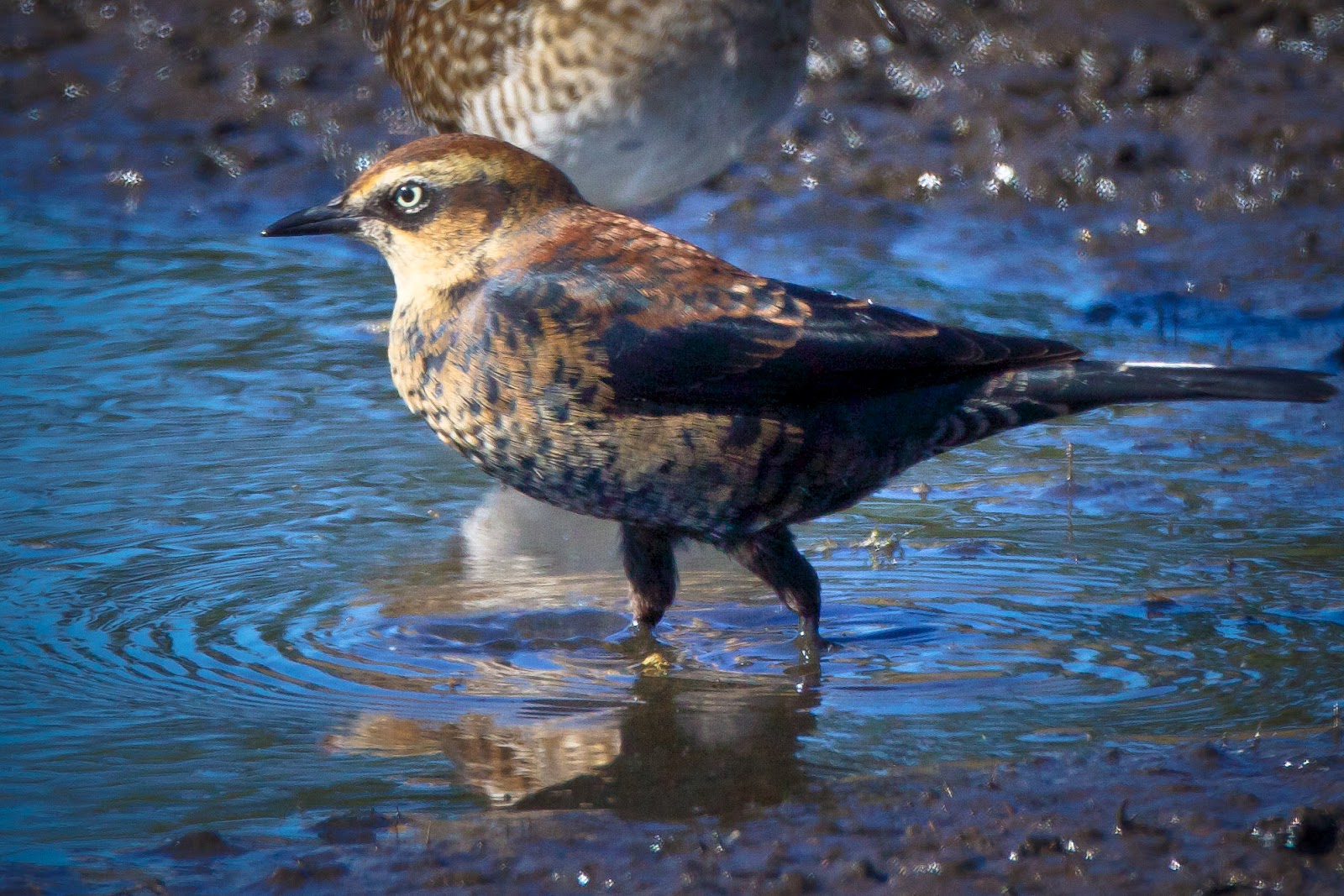Feather Tailed Stories: Rusty Blackbird
