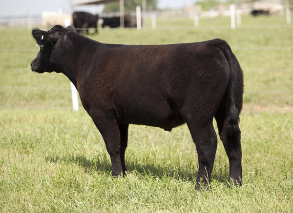 Lautner Farms: Austin Cattle Co Online Sale - April 18th