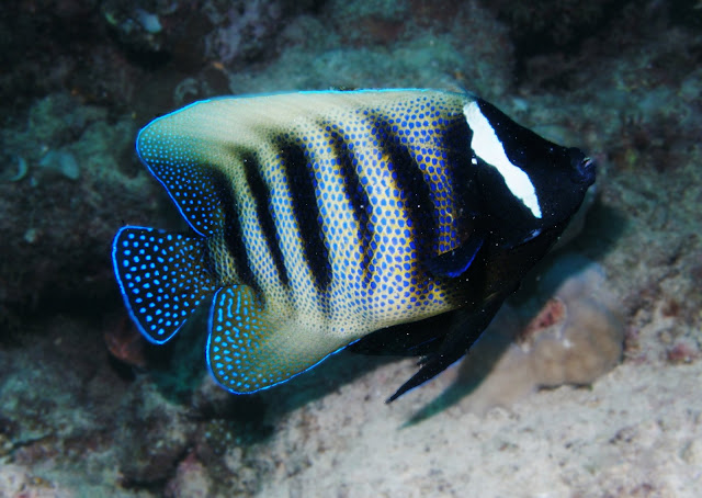 Ashton Abroad: Day 113