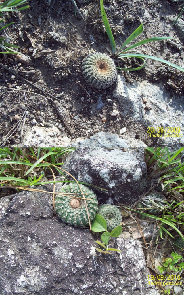 FOTOS DE FLORA NATIVA Y ADVENTICIAS DE URUGUAY : Frailea pygmaea. Cactaceae