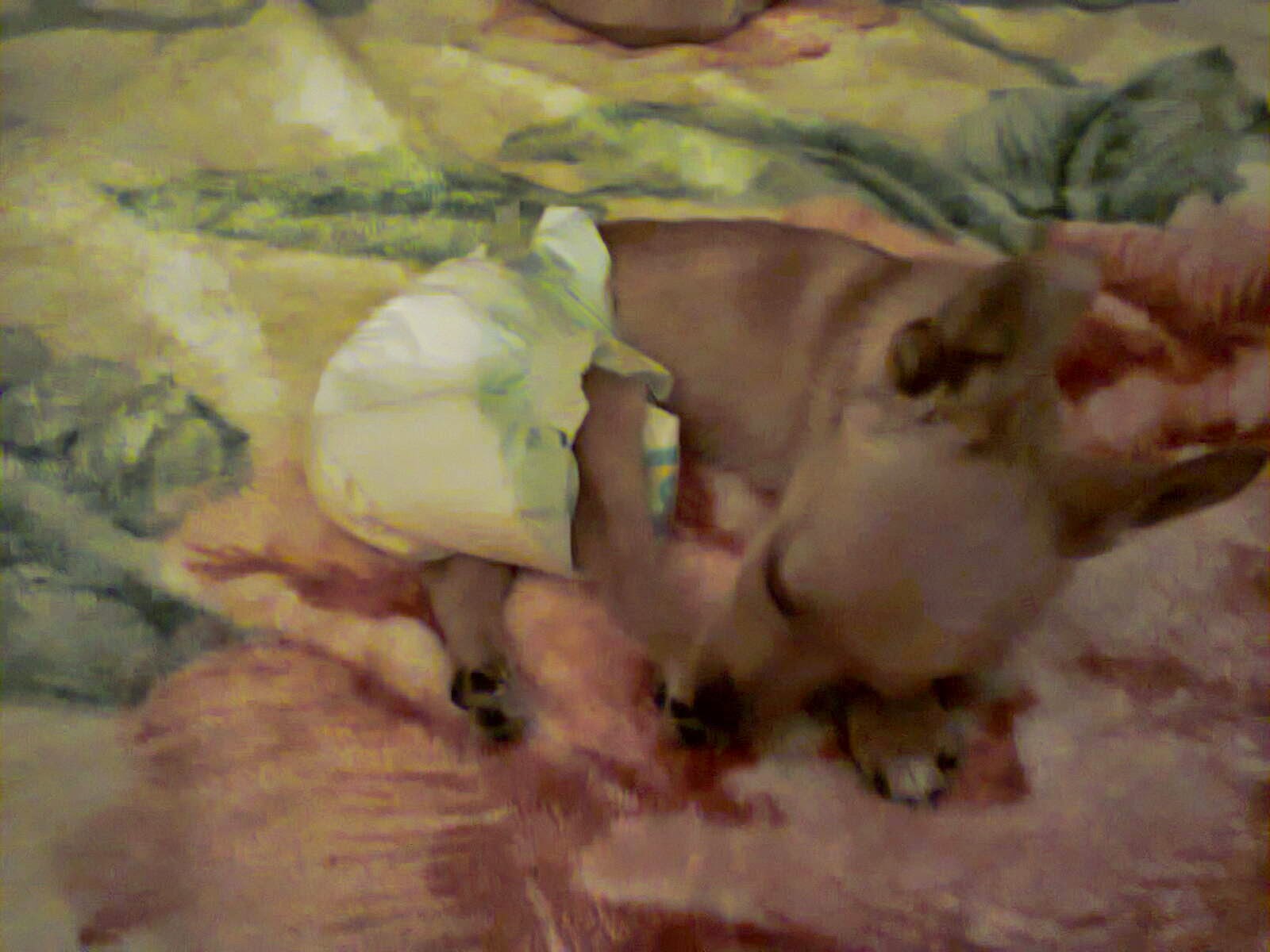 El rescate y recuperación de un perrito golpeado | Mi perrifamilia