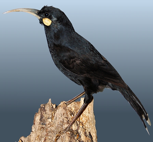 ShukerNature: REMEMBERING THE HUIA – HISTORY AND MYSTERIES OF THE BIRD ...